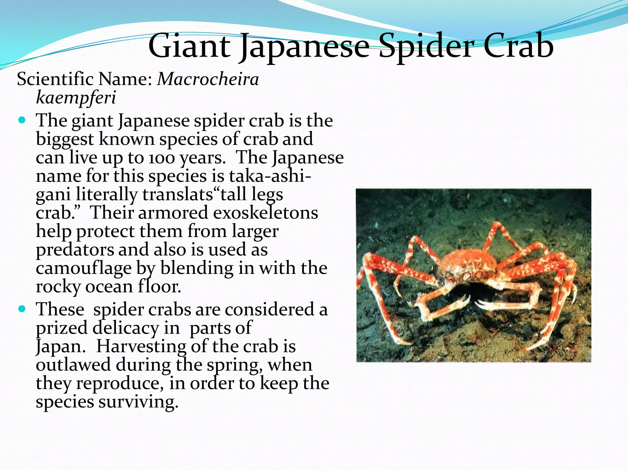 Invertebrate examples | PPTX