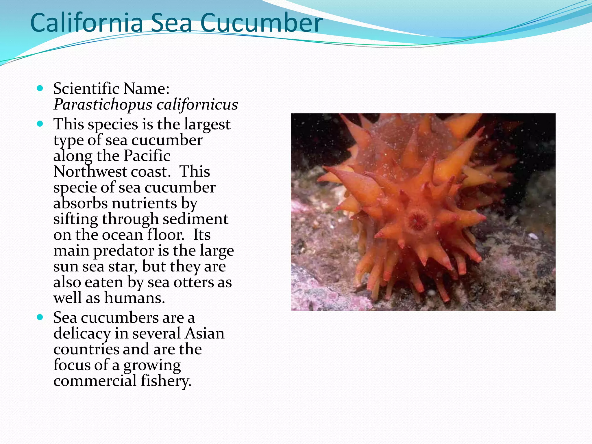 Invertebrate examples | PPTX