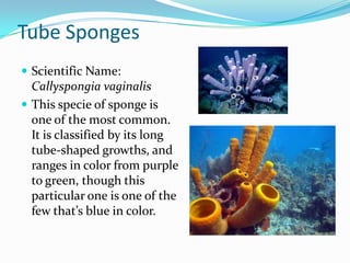 Invertebrate examples | PPTX