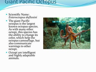 Invertebrate examples | PPTX