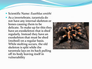 Invertebrate examples | PPT