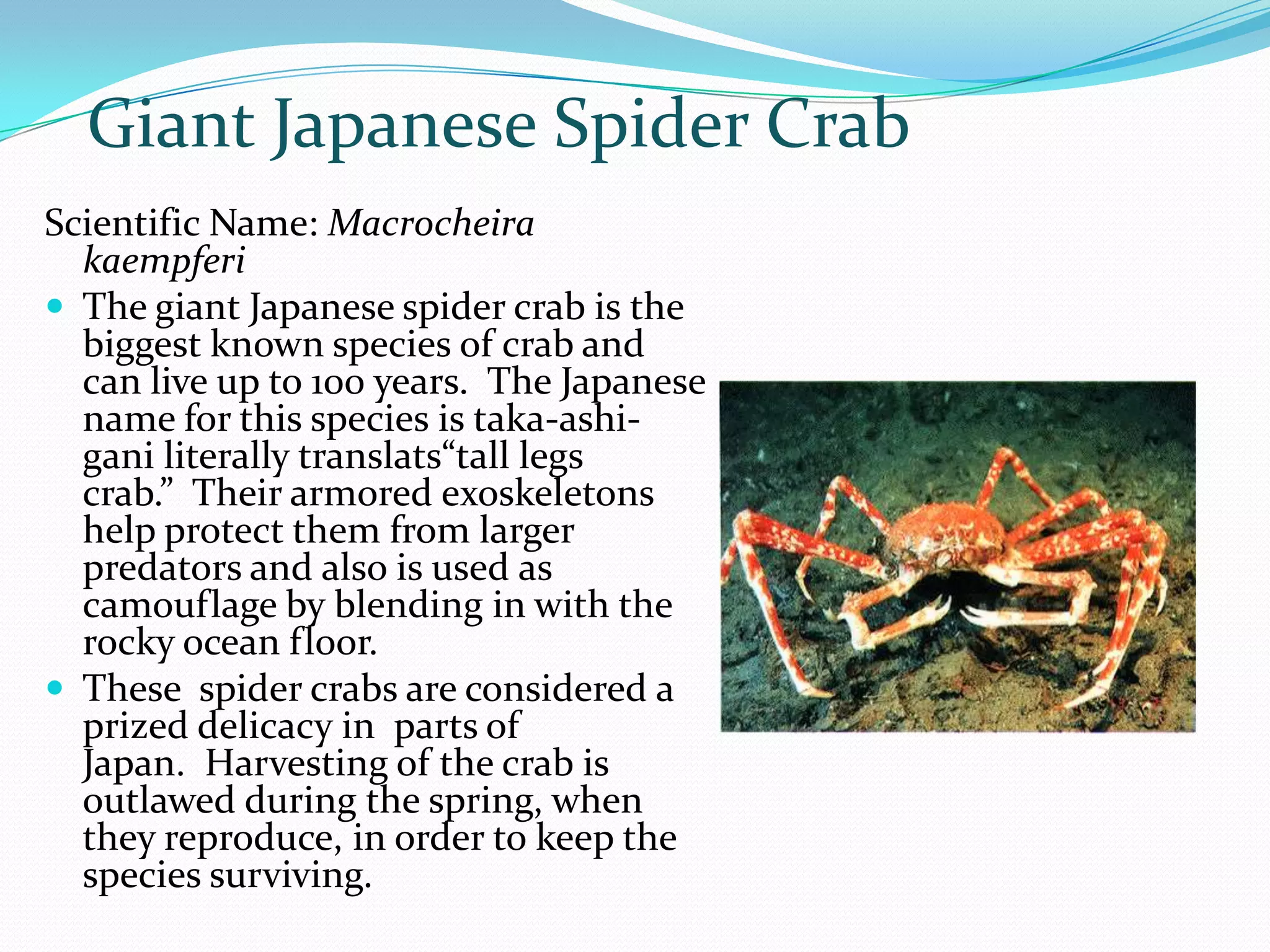 Invertebrate examples | PPTX