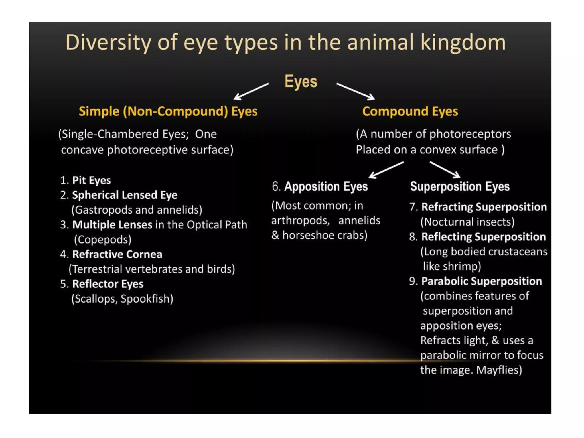 Invertebrate eye | PPT