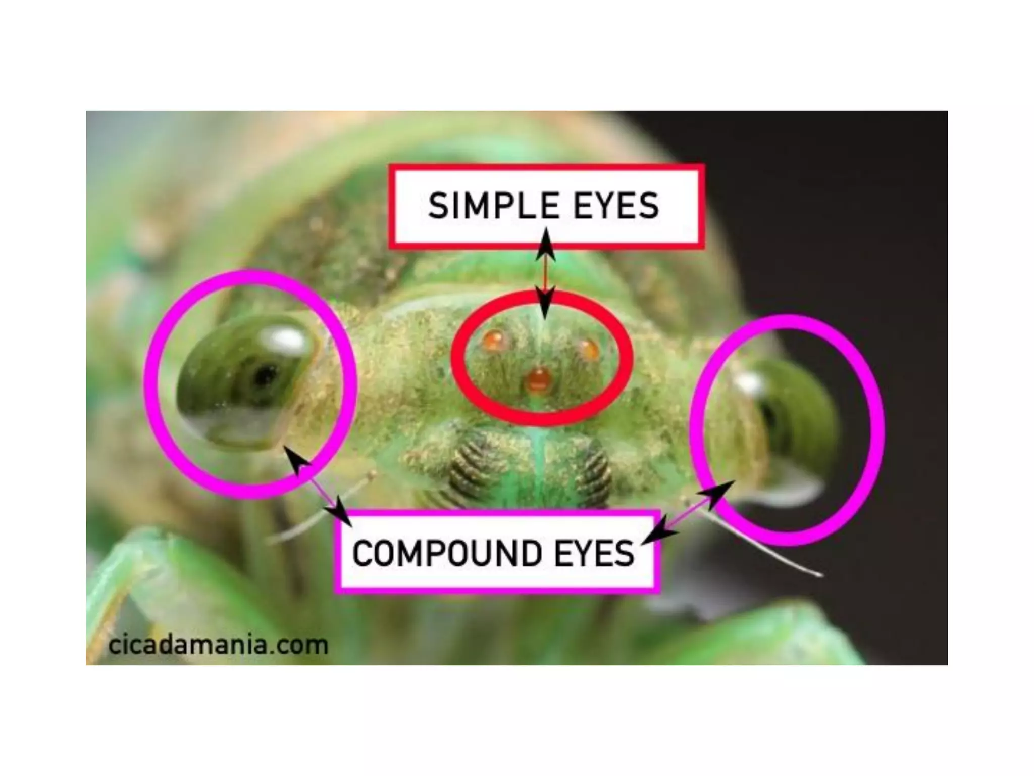 Invertebrate eye | PPT