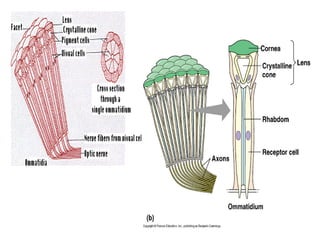 Invertebrate eye | PDF
