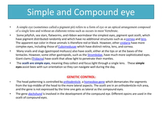 Invertebrate eye | PDF