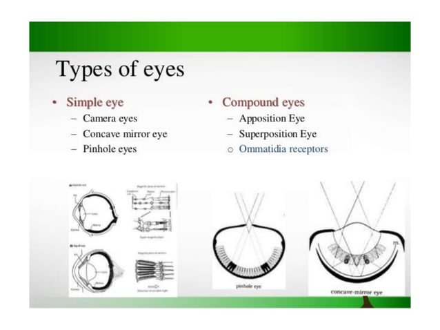 Invertebrate eye | PPT
