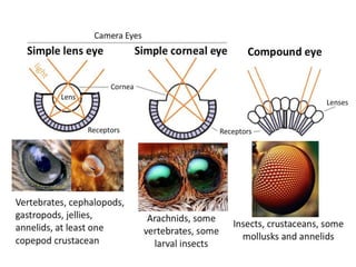 Invertebrate eye | PDF