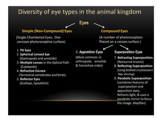 Invertebrate eye | PDF
