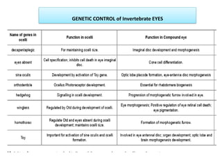 Invertebrate eye | PDF