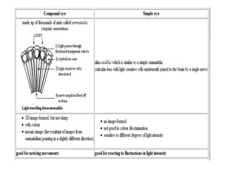 Invertebrate eye | PDF