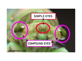 Invertebrate eye | PDF
