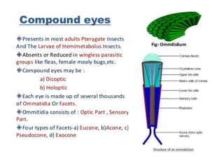 Invertebrate eye | PDF