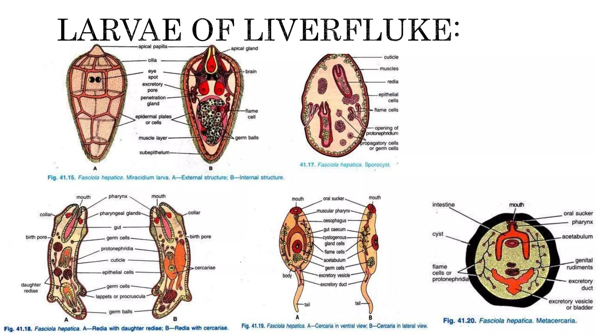Invertebrate larvae, M. Sc. Zoology, University of Mumbai | PPTX