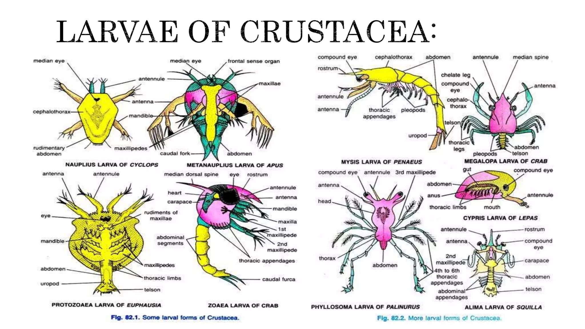 Invertebrate larvae, M. Sc. Zoology, University of Mumbai | PPTX