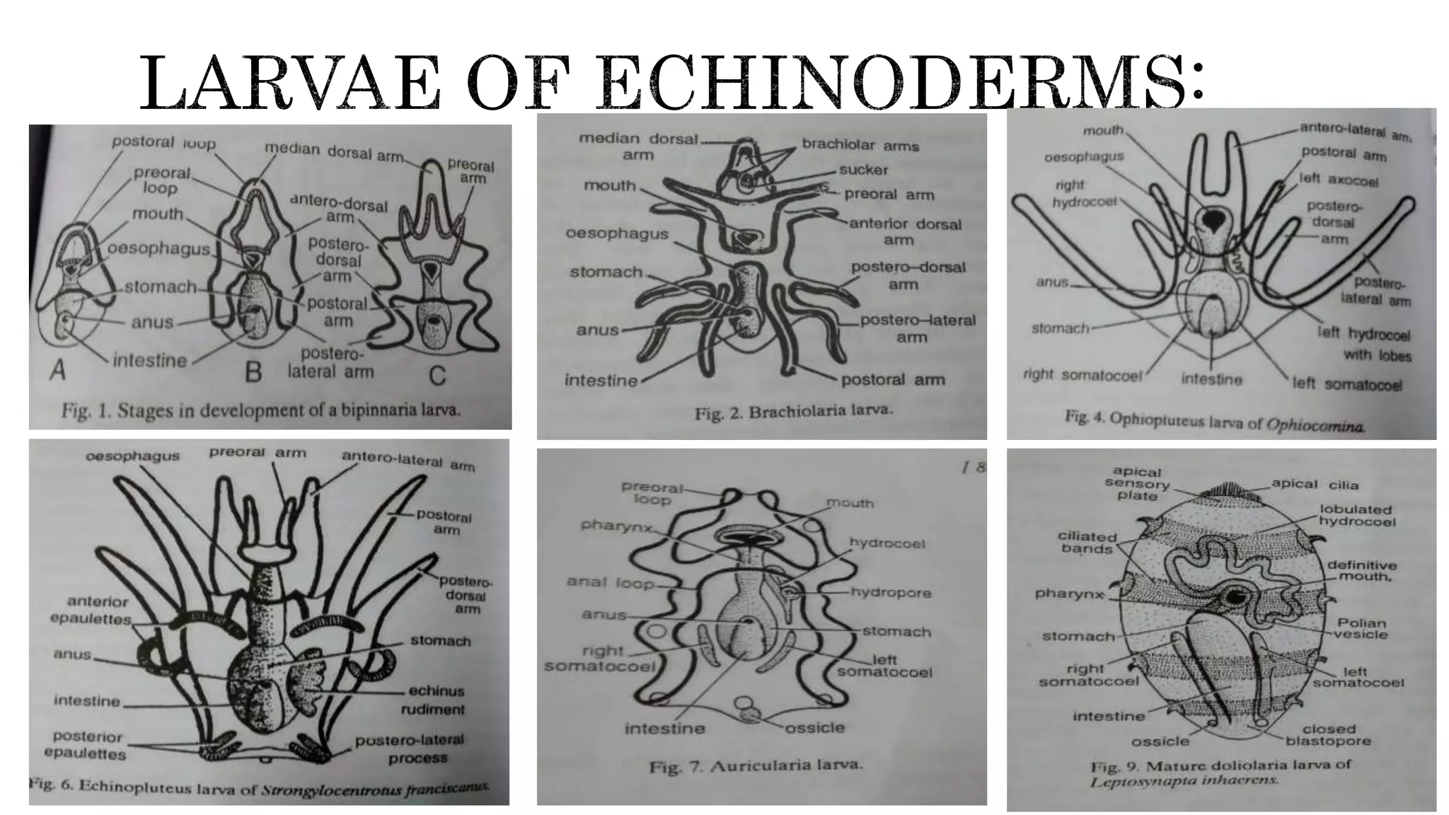 Invertebrate larvae, M. Sc. Zoology, University of Mumbai | PPTX ...