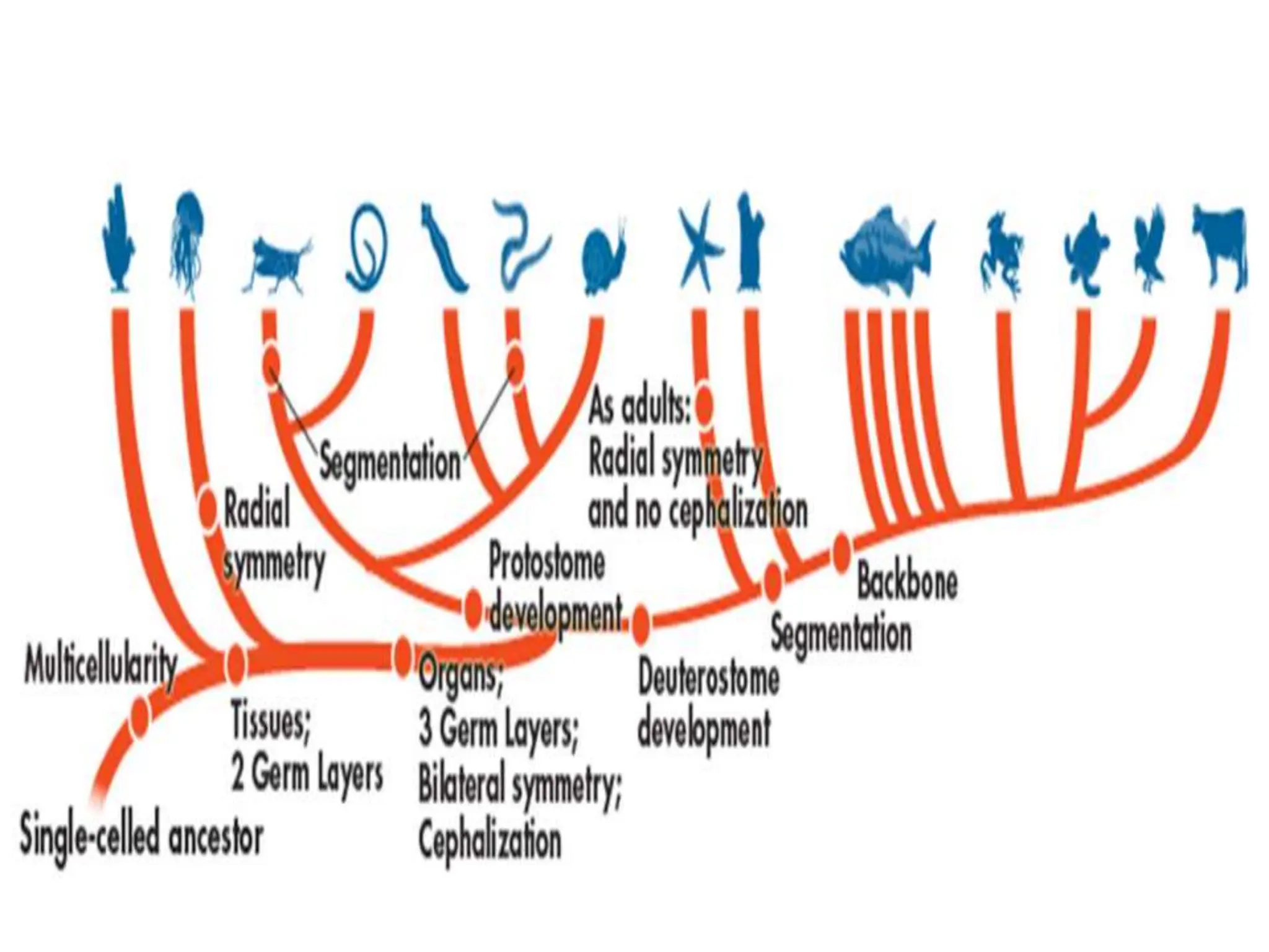 History of Marine Invertebrate Notes.ppt