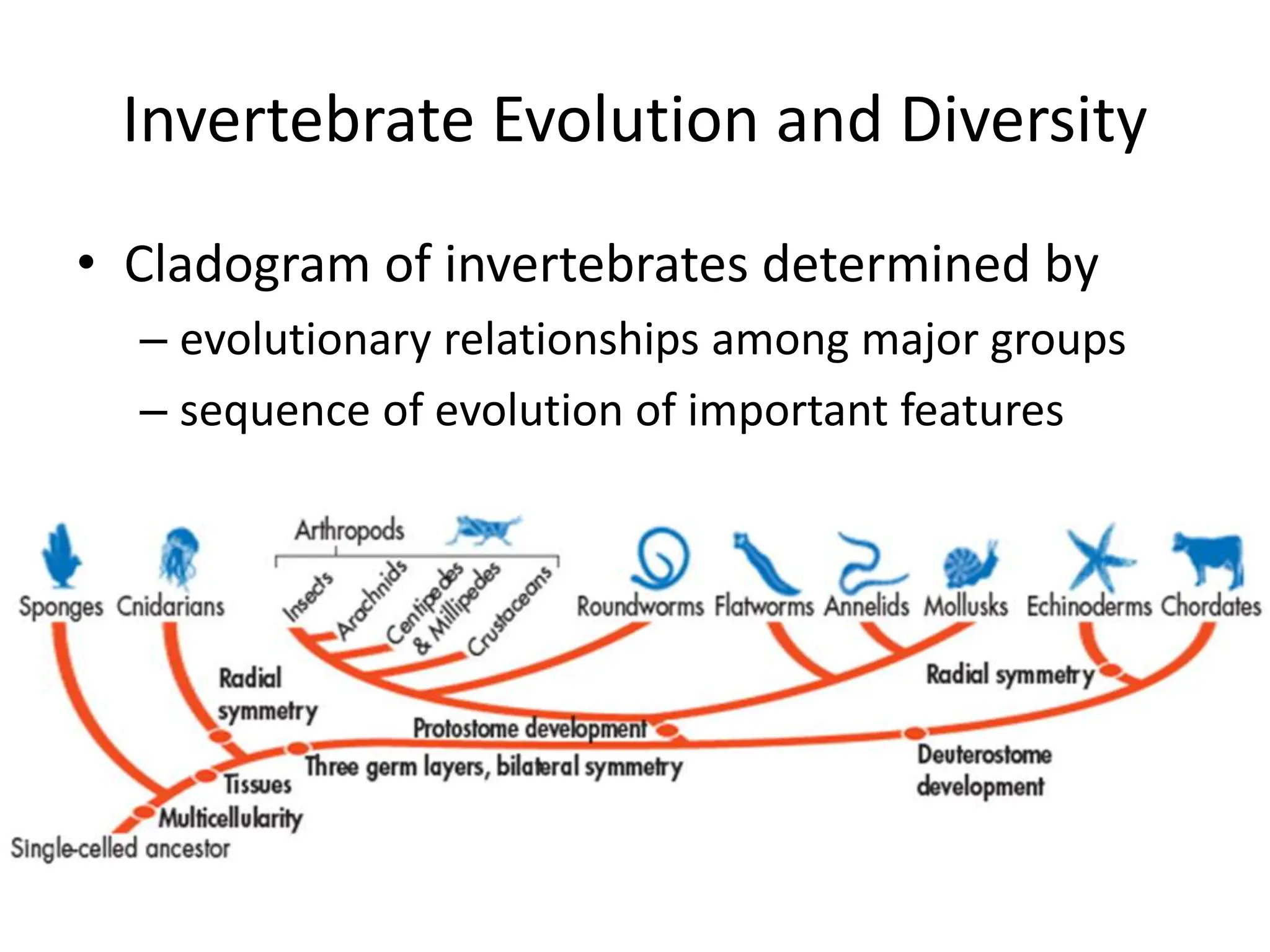 History of Marine Invertebrate Notes.ppt