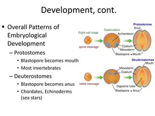 History of Marine Invertebrate Notes.ppt