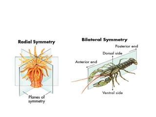 History of Marine Invertebrate Notes.ppt
