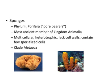 History of Marine Invertebrate Notes.ppt