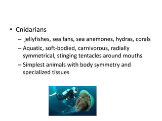 History of Marine Invertebrate Notes.ppt