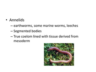 History of Marine Invertebrate Notes.ppt