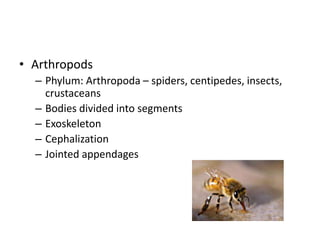 History of Marine Invertebrate Notes.ppt