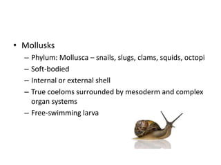 History of Marine Invertebrate Notes.ppt