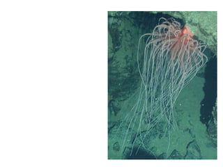 History of Marine Invertebrate Notes.ppt