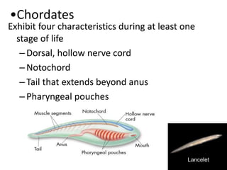 History of Marine Invertebrate Notes.ppt