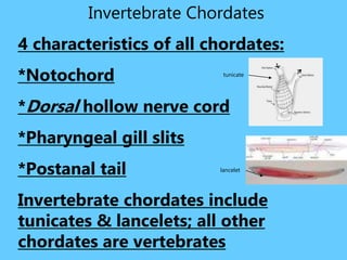 Invertebrate PPT-PAP.ppt