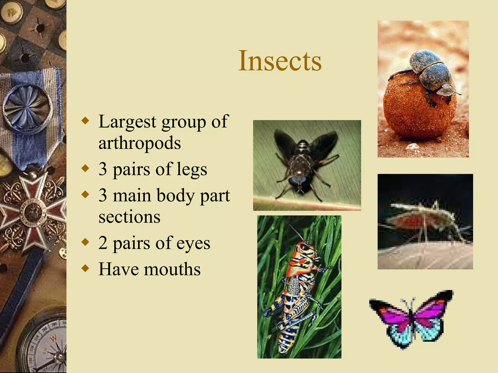 Animal Studies Review | PPT