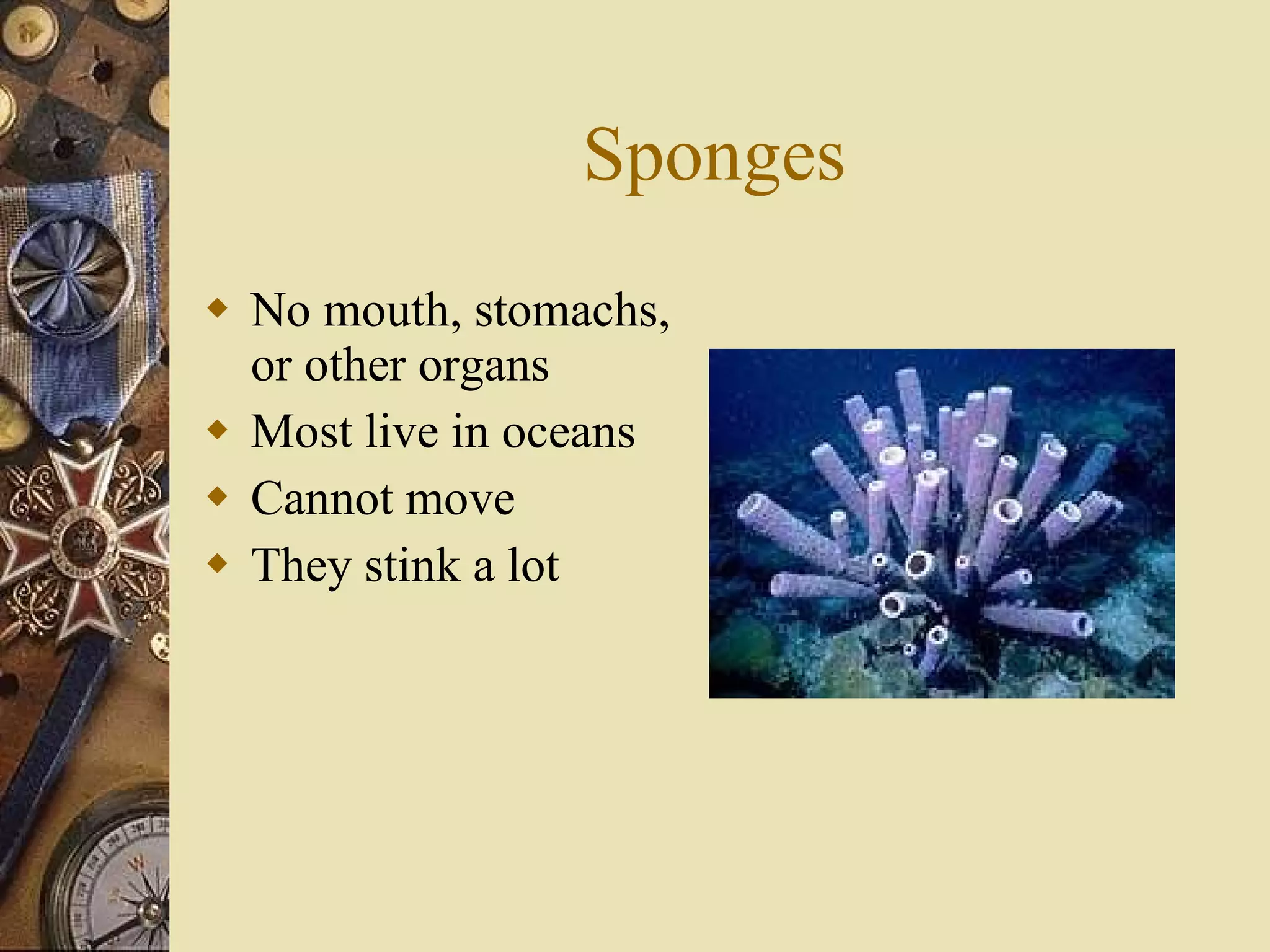 Animal Studies Review | PPT