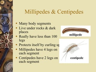 Animal Studies Review | PPT