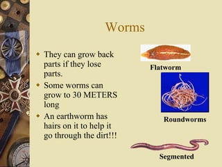 Animal Studies Review | PPT