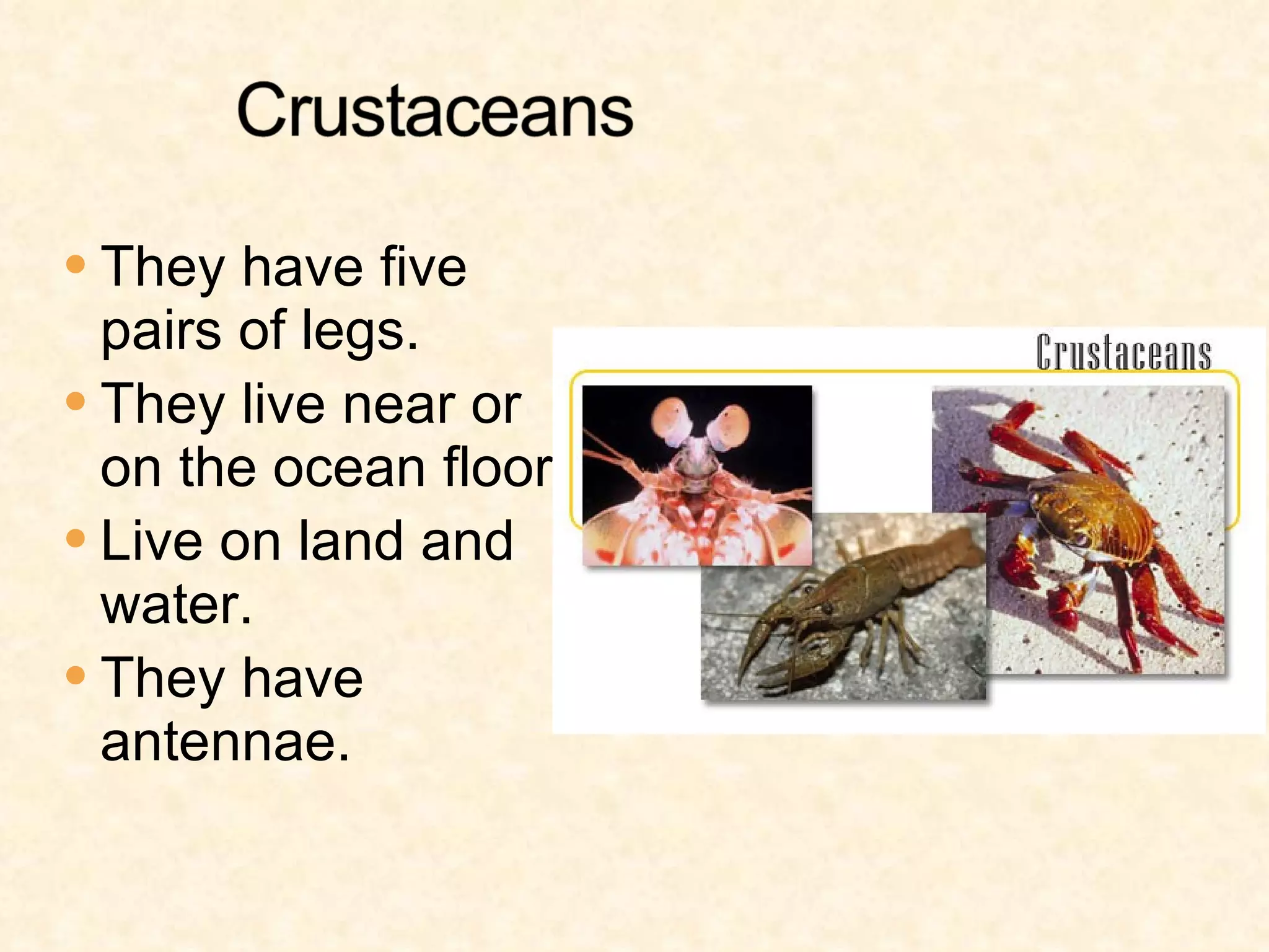Invertebrates | PPT