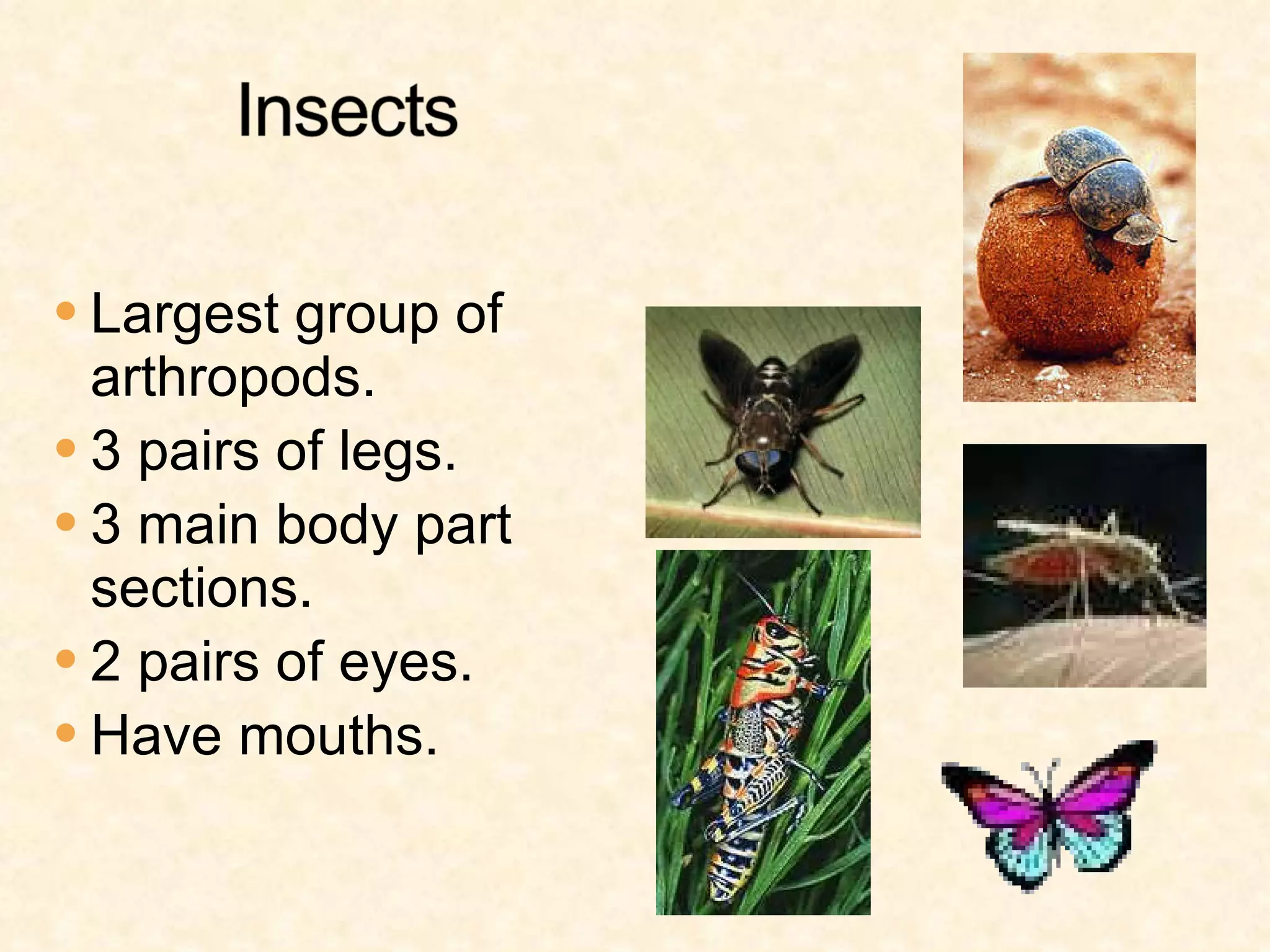 Invertebrates | PPT
