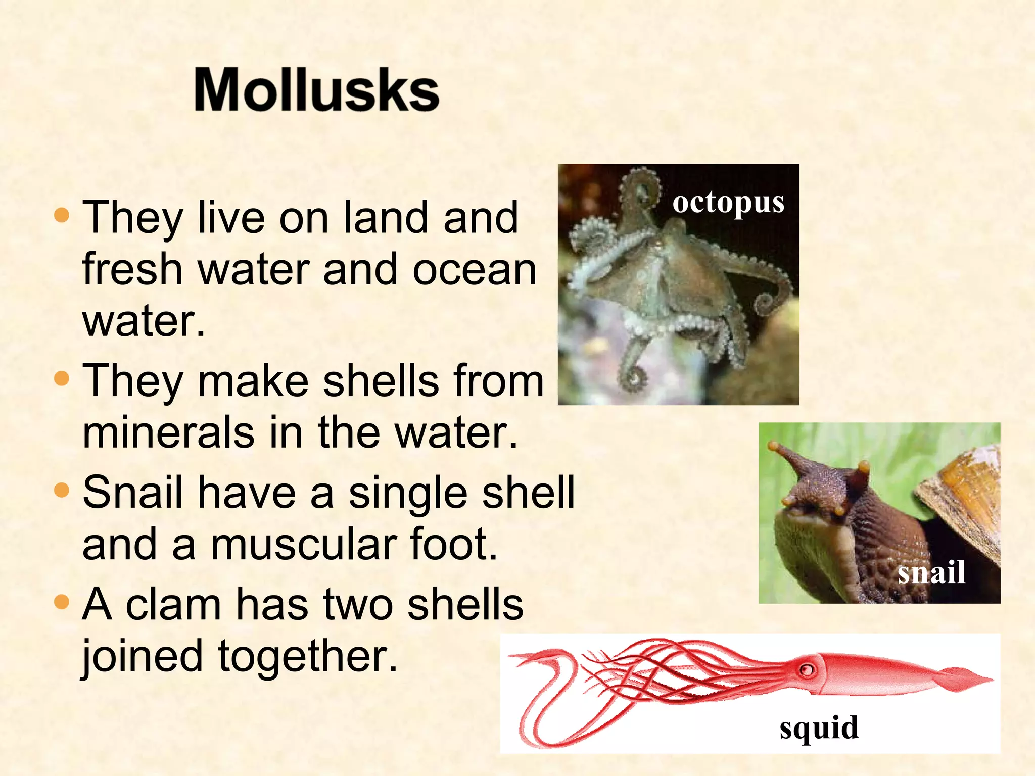 Invertebrates | PPT