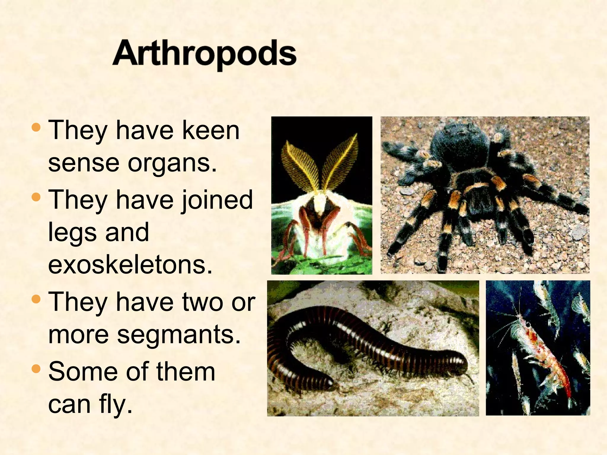 Invertebrates | PPT