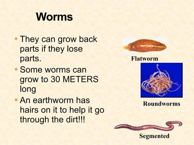 Invertebrates | PPT