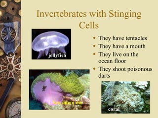 Invertebrates | PPT