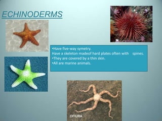Types of invertebrates | PPTX