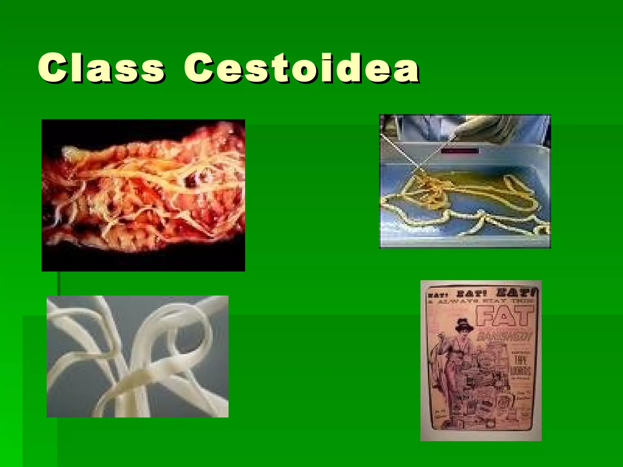 Invertebrates | PPT