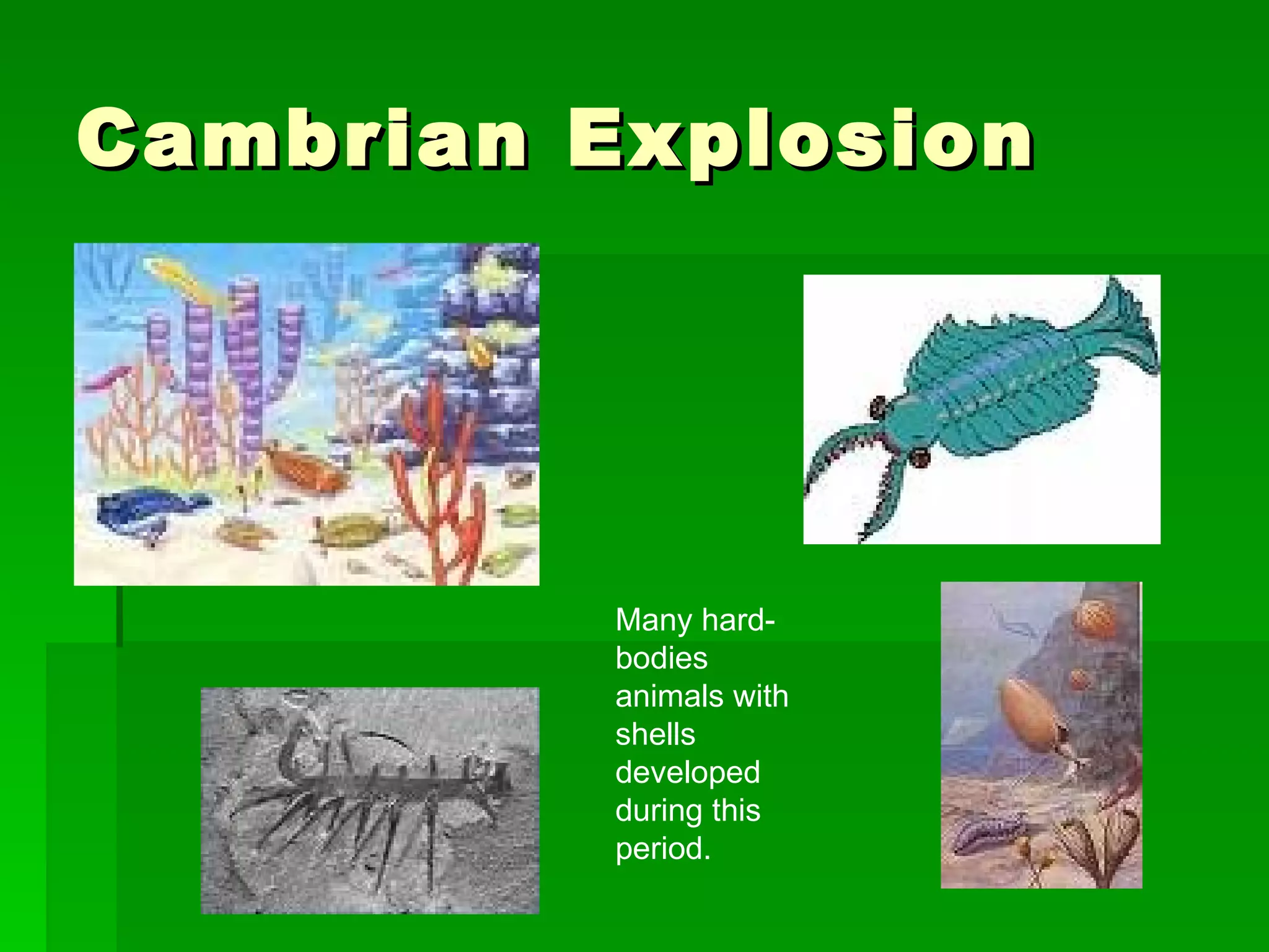 Invertebrates | PPT
