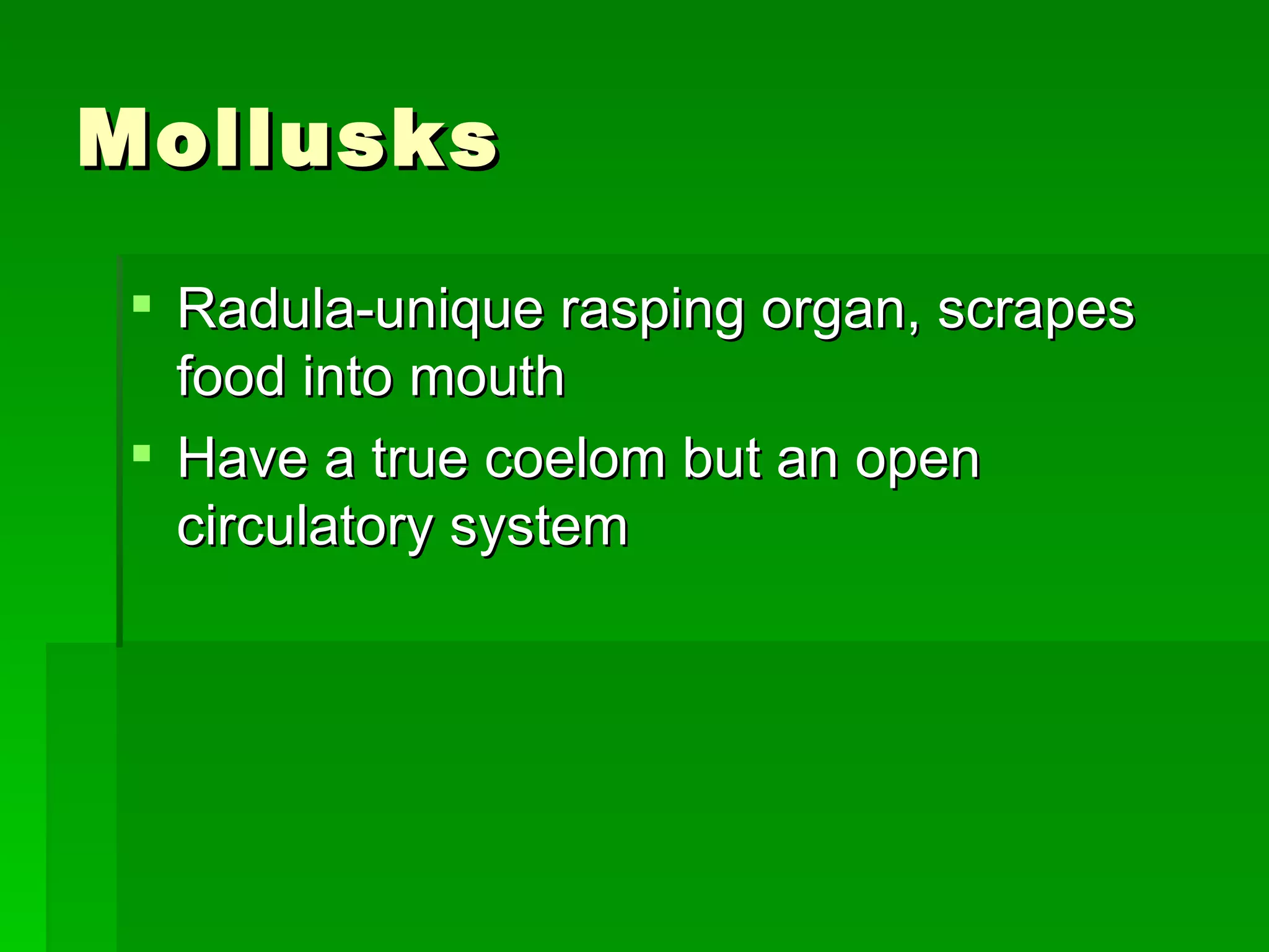 Invertebrates | PPT