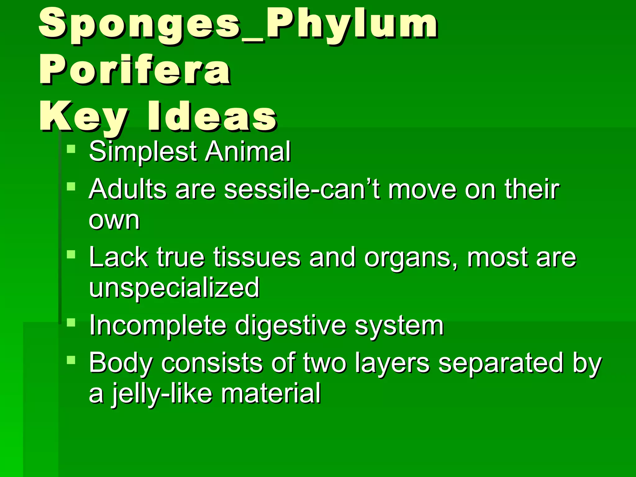 Invertebrates | PPT