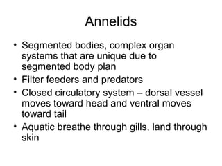 Invertebrates | PPT