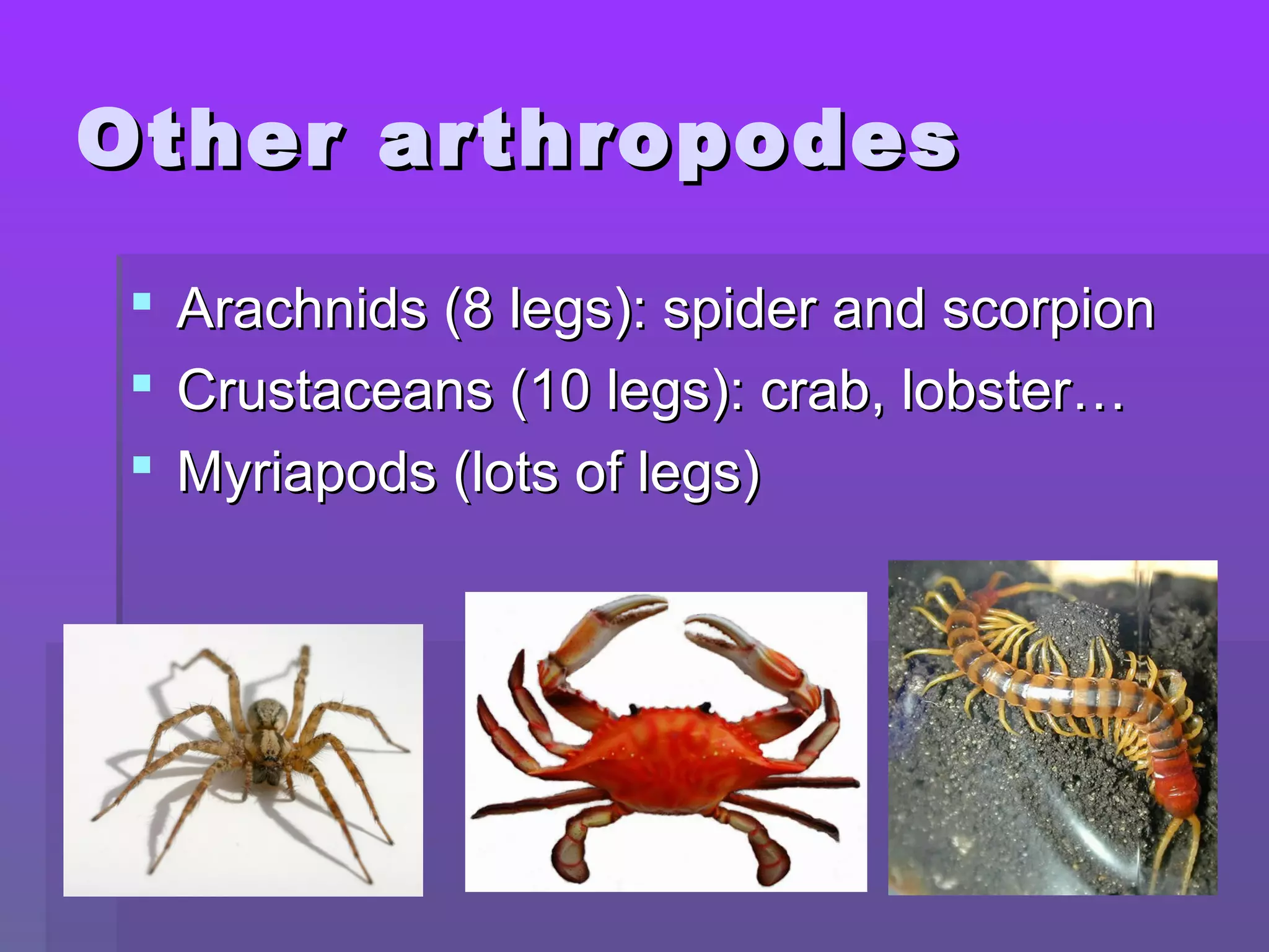 Invertebrates | PPT