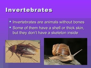 Invertebrates | PPT